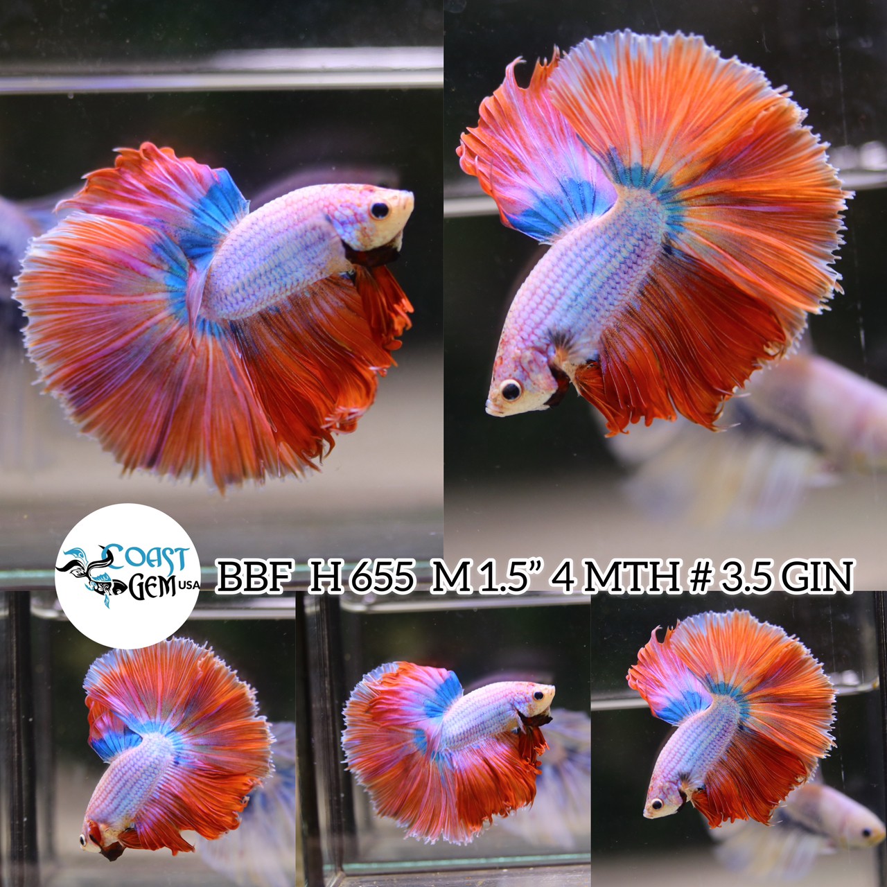 Betta Fish for Sale | Plakat Bettas | Fighting Fish | HMPK Betta ...