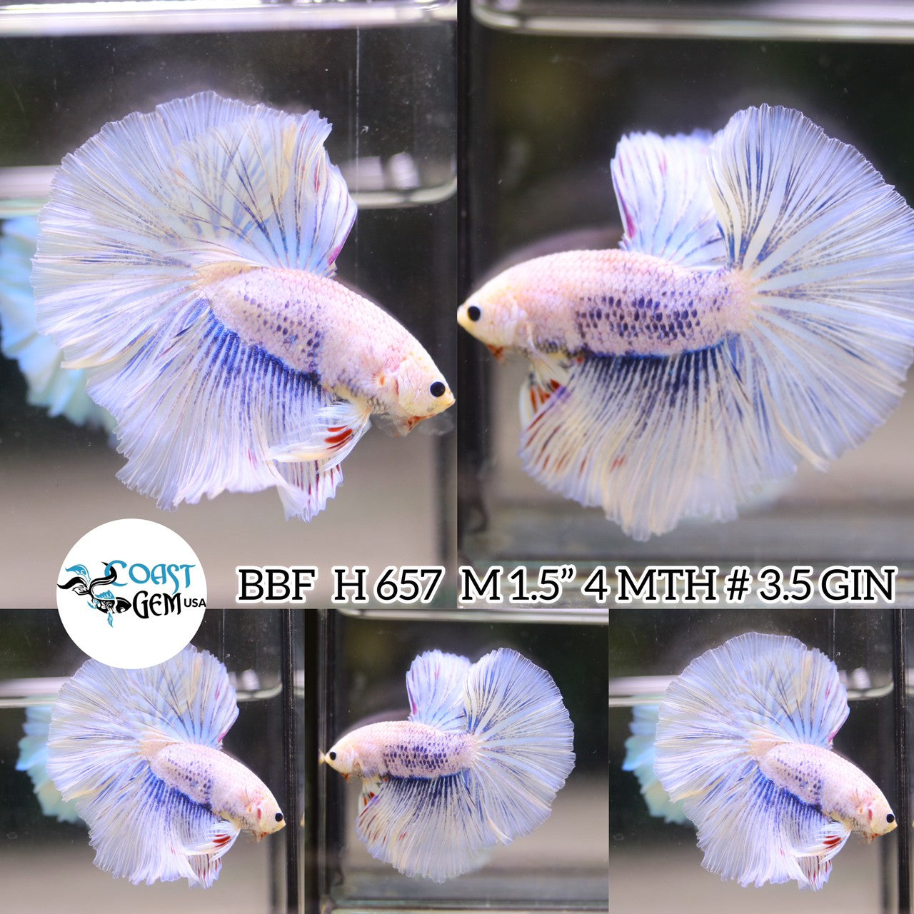 Betta Fish for Sale | Plakat Bettas | Fighting Fish | HMPK Betta ...