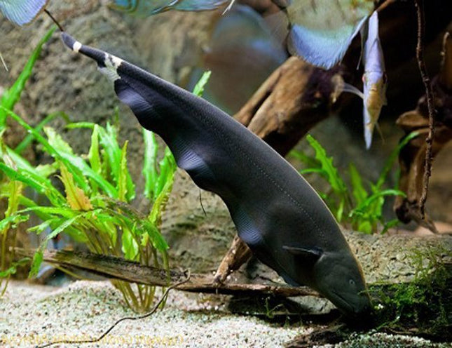 Knife Fish — Coast Gem USA