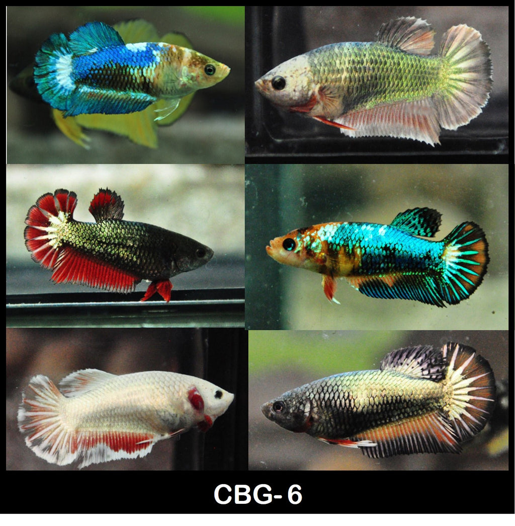 Female Betta Sorority Groups — Coast Gem USA
