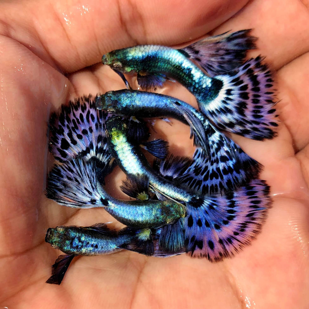 Buy Freshwater Fish Online San Diego, CA - Coast Gem USA