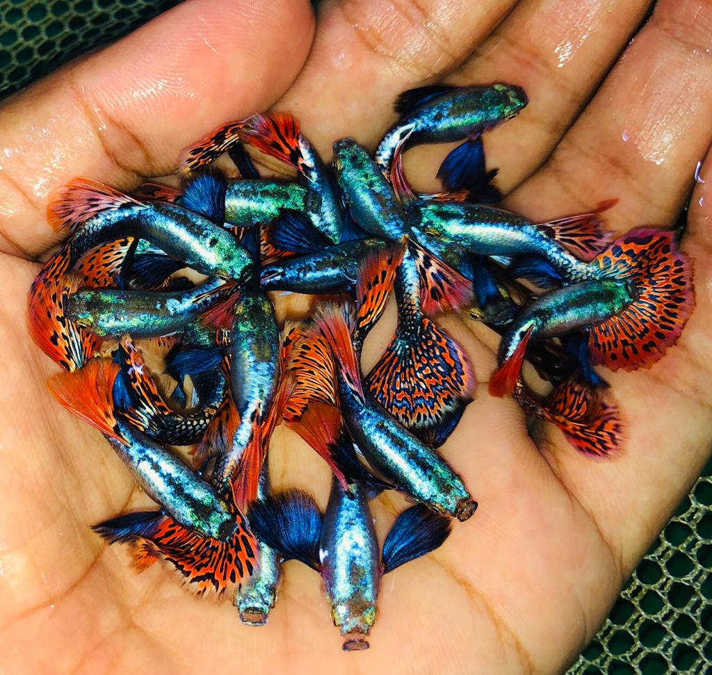 Show Grade Fancy Guppy Fish For Sale | Coast Gem USA