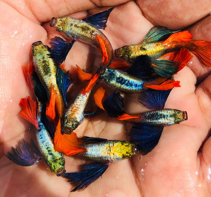 Show Grade Guppy Fish XL for Sale l Female l types breeding pond ...