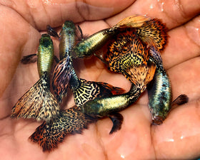 Show Grade Guppy Fish XL for Sale l Female l types breeding pond ...
