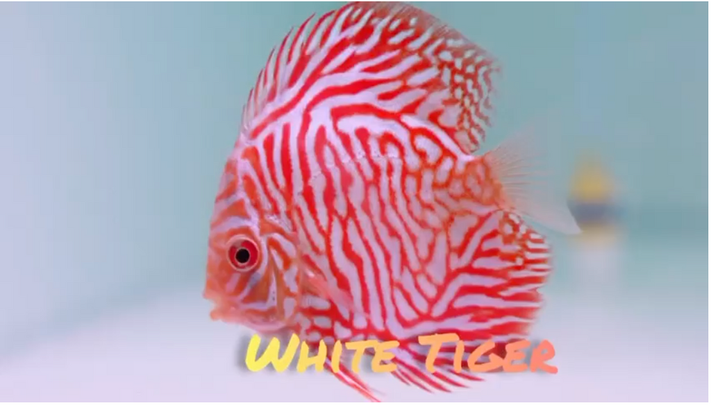 DISCUS - What you see is what you get — Coast Gem USA