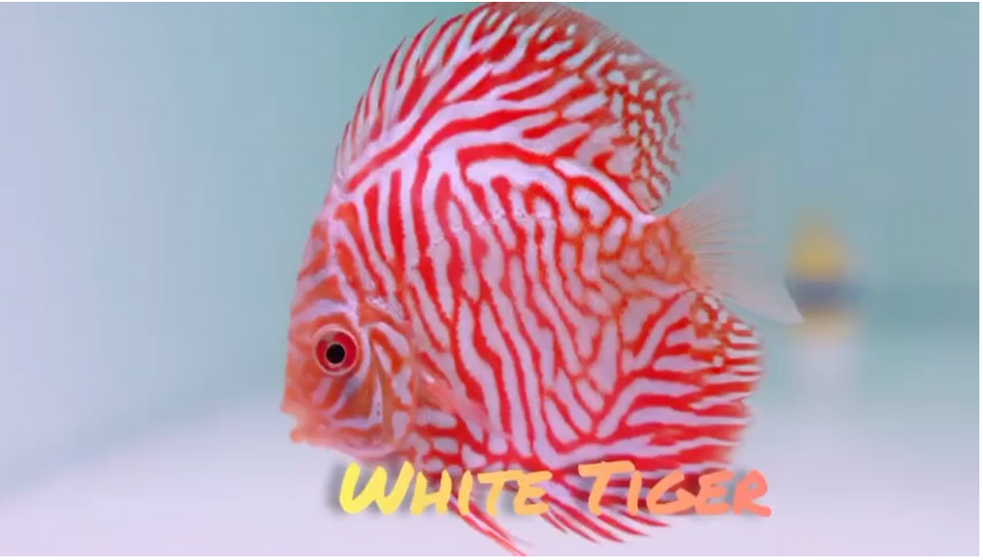 DISCUS - What you see is what you get — Coast Gem USA