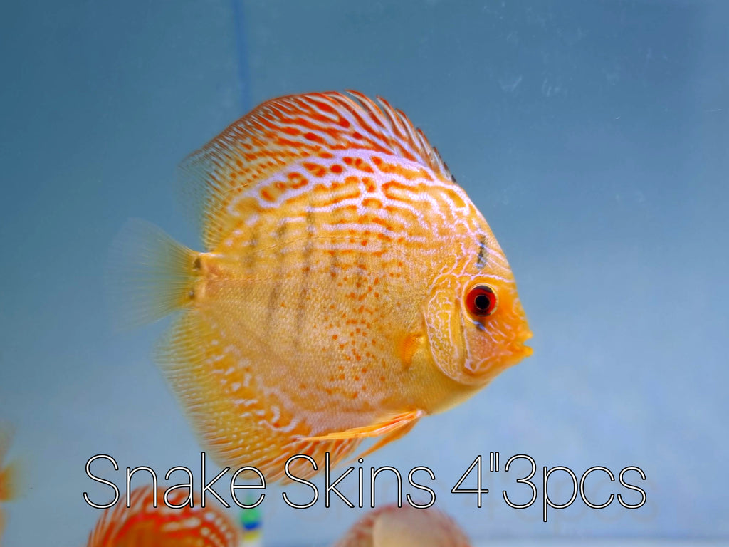 DISCUS - What you see is what you get — Coast Gem USA