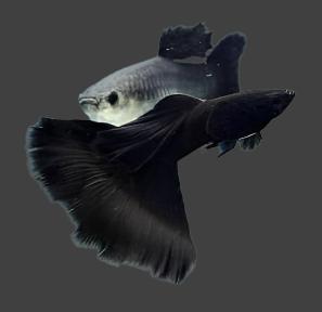 Buy Freshwater Fish Online l Betta l Guppy l Cichlids l Wholesale ...