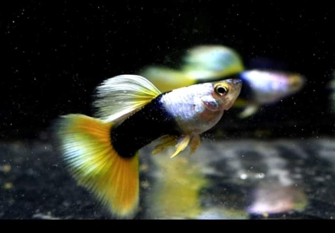 Yellow Swordtail Guppies
