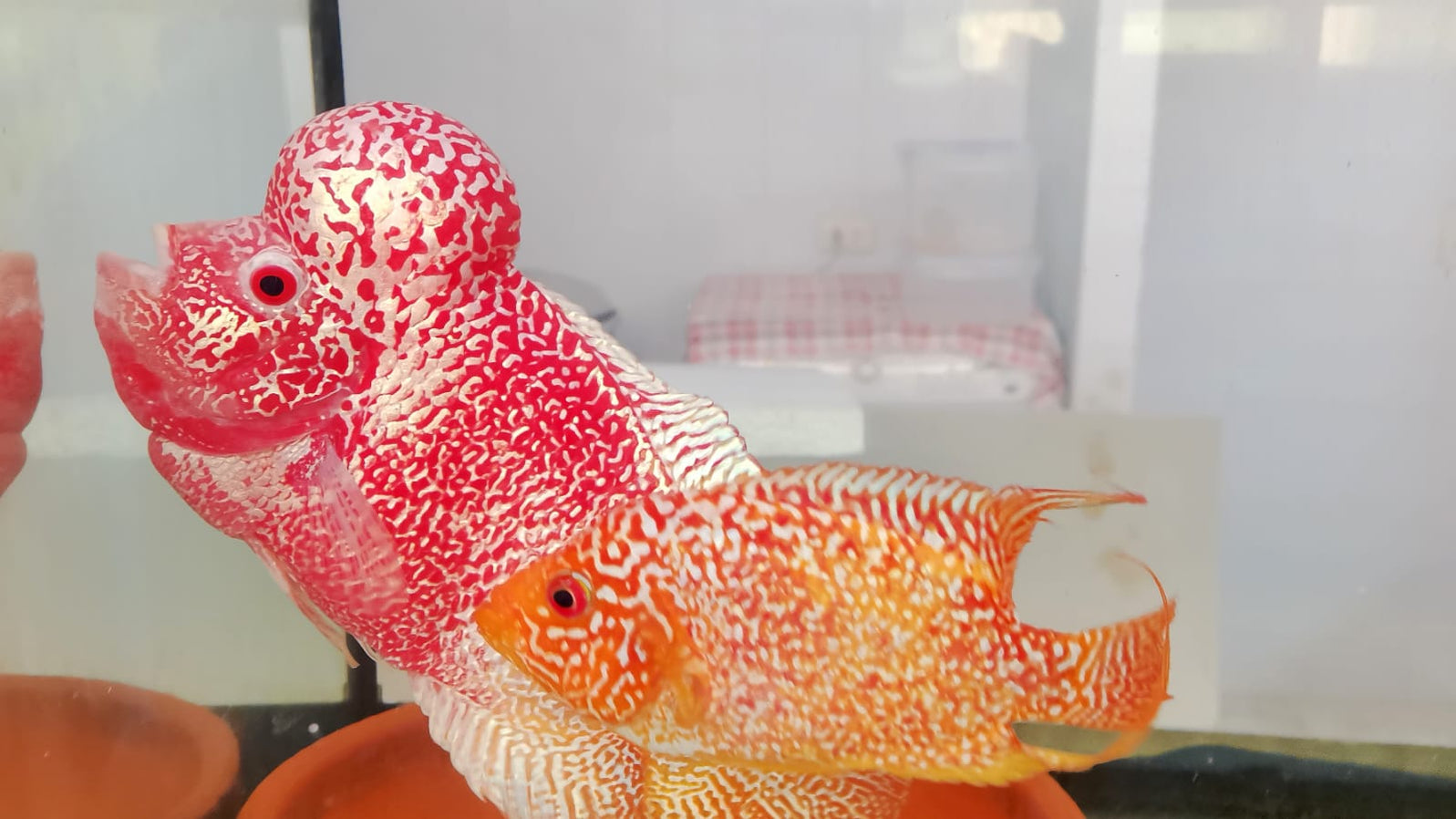 Flowerhorn for sale | Show quality tropical Flowrhorn cichlid at CGU ...