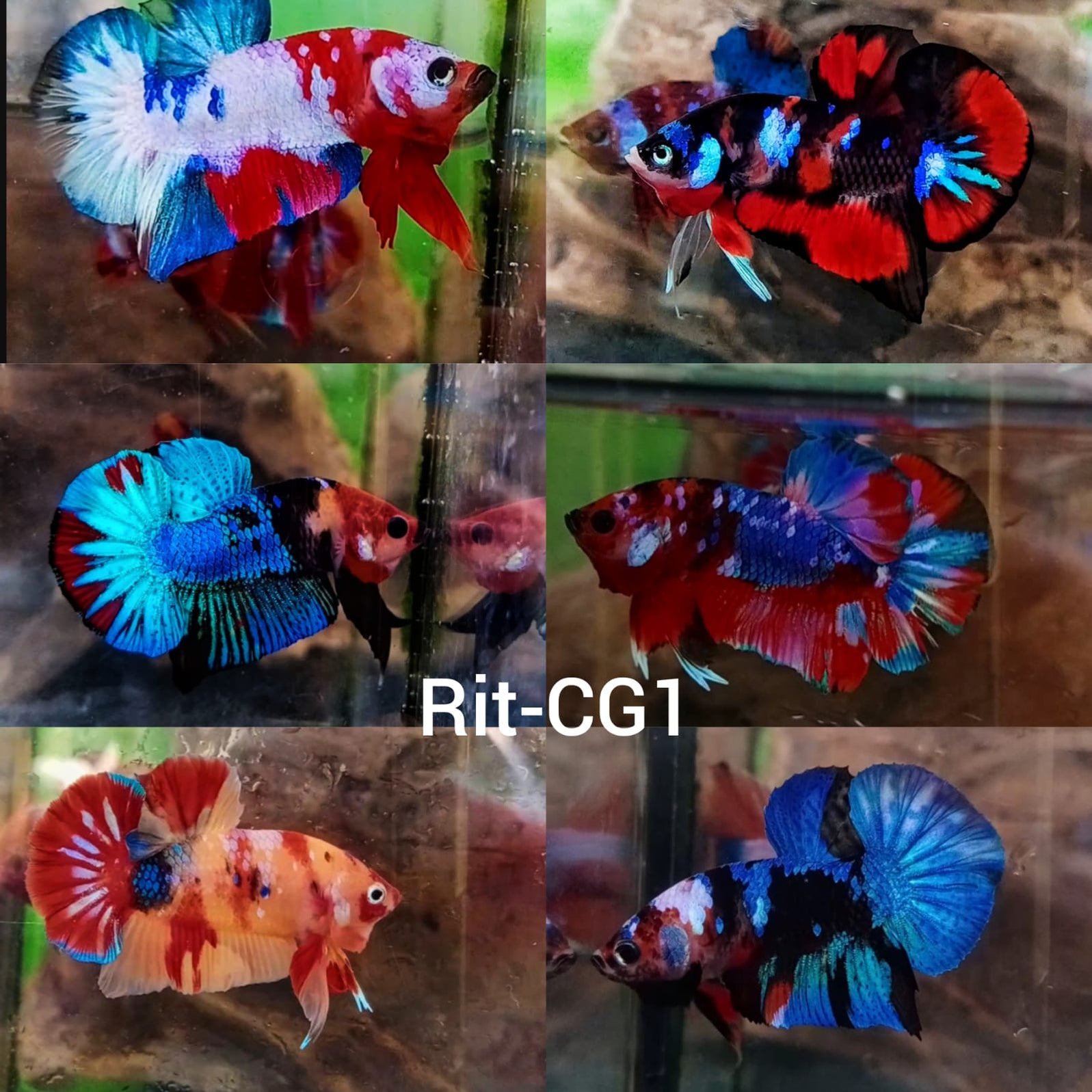 Live Betta Fish | Siamese Fighting Fish | Betta fish for Sale Online ...