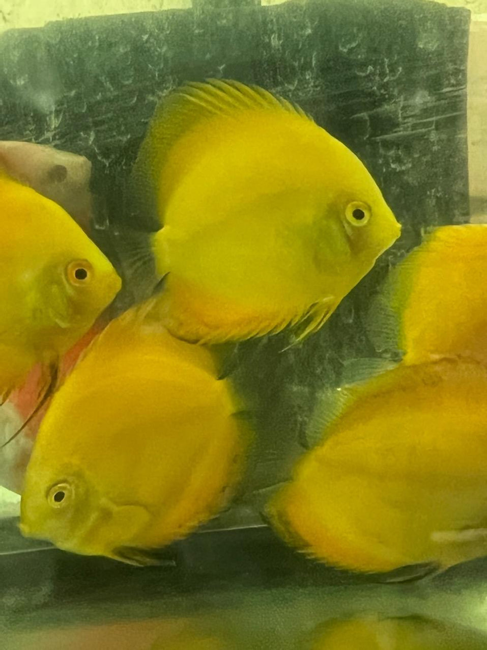 DISCUS - What you see is what you get — Coast Gem USA