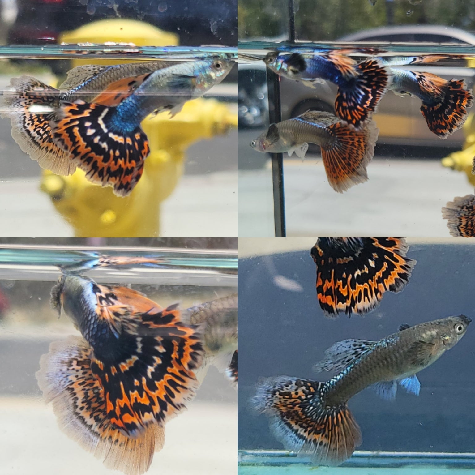 Show Grade Fancy Guppy Fish For Sale | Coast Gem USA