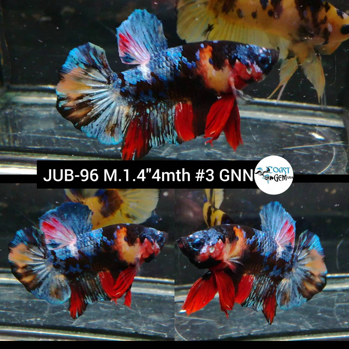 (JUB-96) Black Nemo Galaxy Plakat Male Bettas — Coast Gem USA