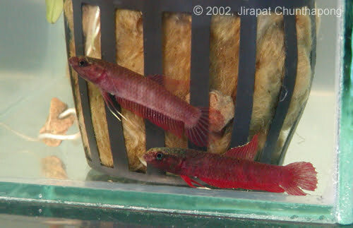 WB Rutilan Betta pair — Coast Gem USA
