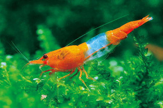 Exotic Freshwater Shrimp for sale | Aquarium Shrimp tank | Paludarium ...