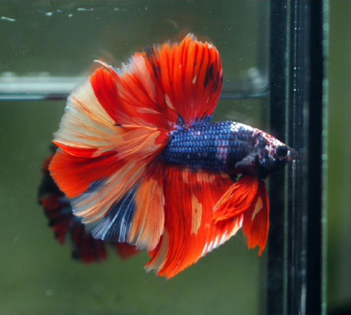 S182(MKP-290) Blue Fancy Marble Nemo Over Halfmoon Rosetail Male Betta ...