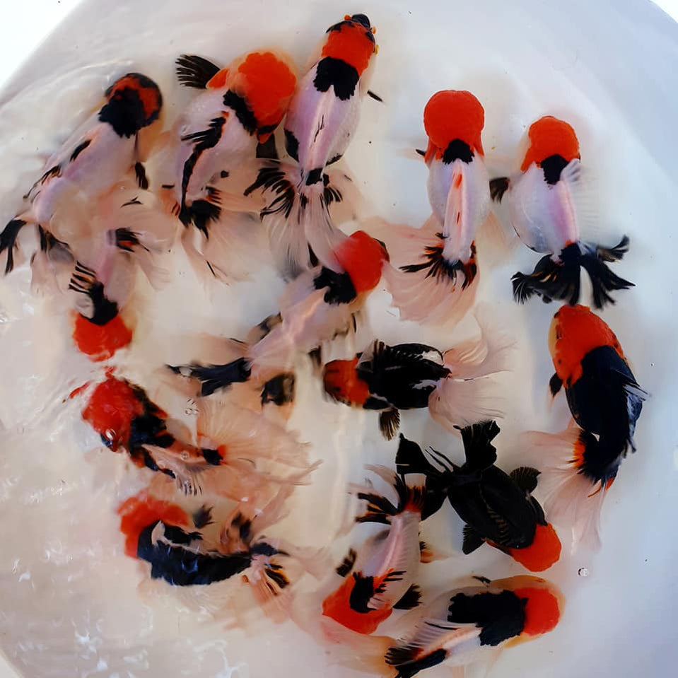 Premium Selected Thai Panda Oranda Tri Color Oranda | coastgemusa.com ...