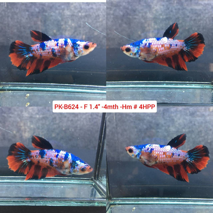 (PK-B624) Candy Marble Plakat Female Betta — Coast Gem USA