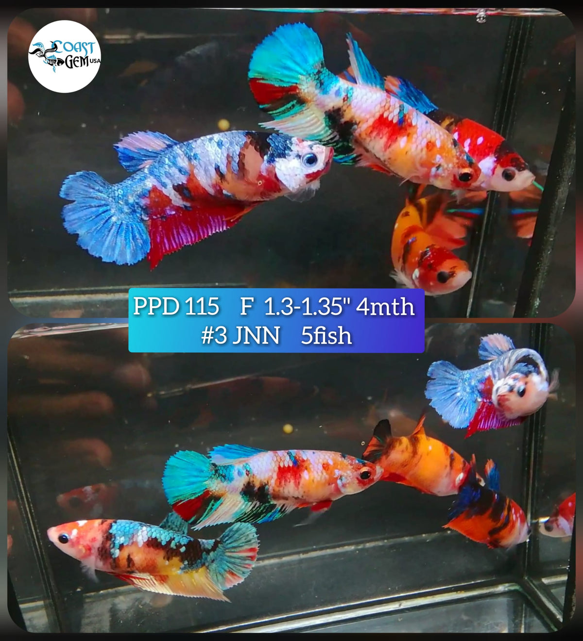 (PPD-115) Candy Koi Fancy Plakat Female Bettas (5Fish) — Coast Gem USA