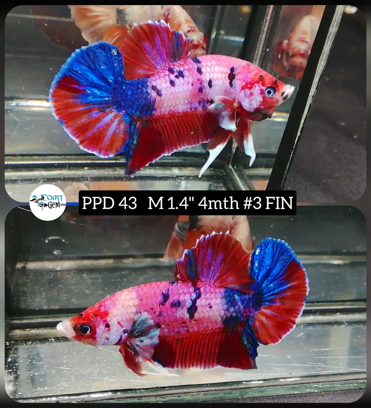 (PPD-43) Red Fancy Galaxy Plakat Male Betta — Coast Gem USA