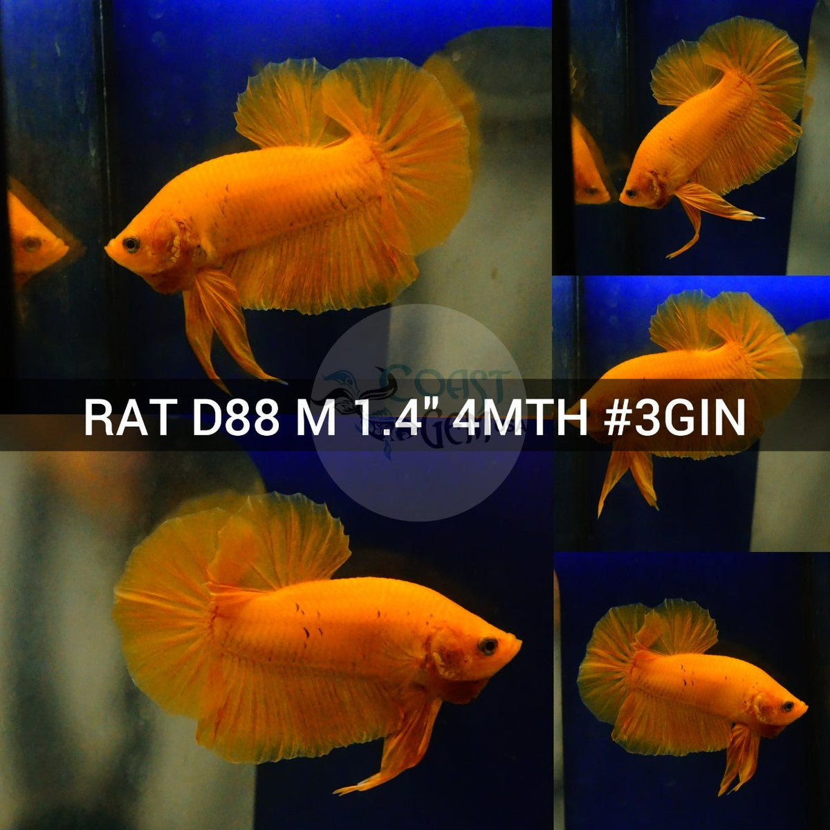 Betta Fish for Sale | Plakat Bettas | Fighting Fish | HMPK Betta ...