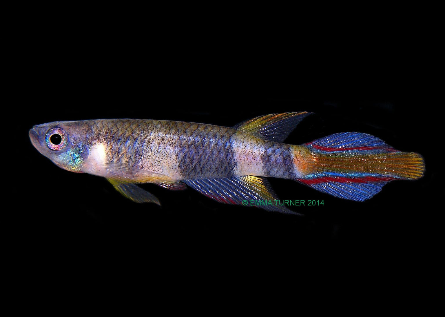 KILLIFISH — Coast Gem USA