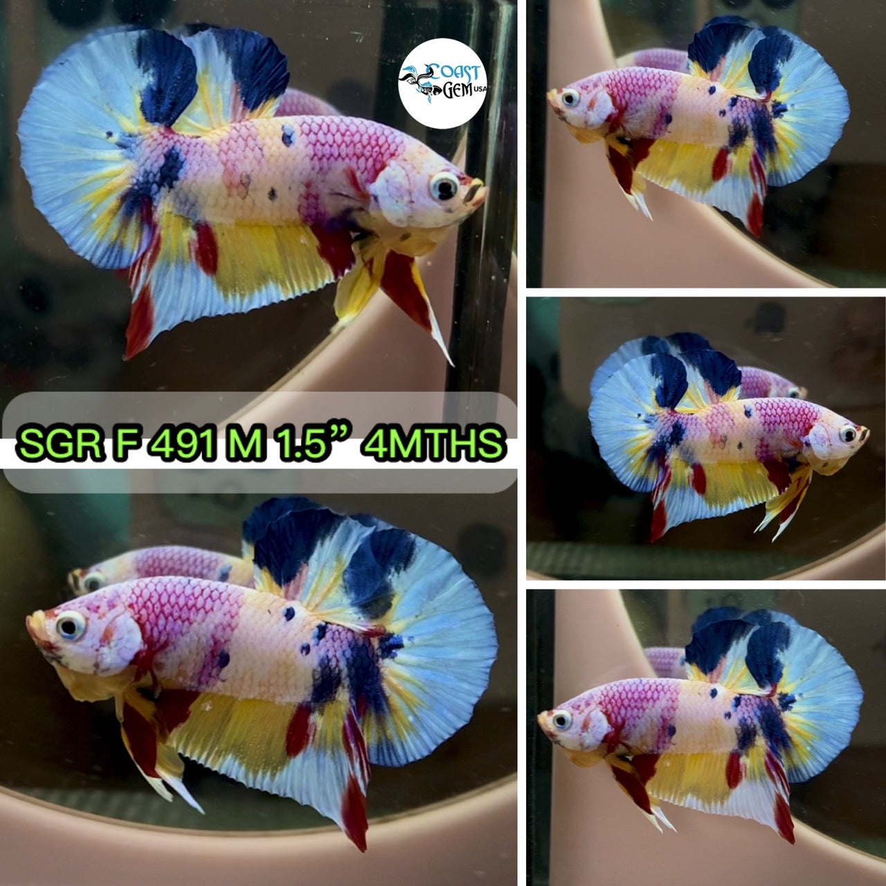 Betta Fish for Sale | Plakat Bettas | Fighting Fish | HMPK Betta ...