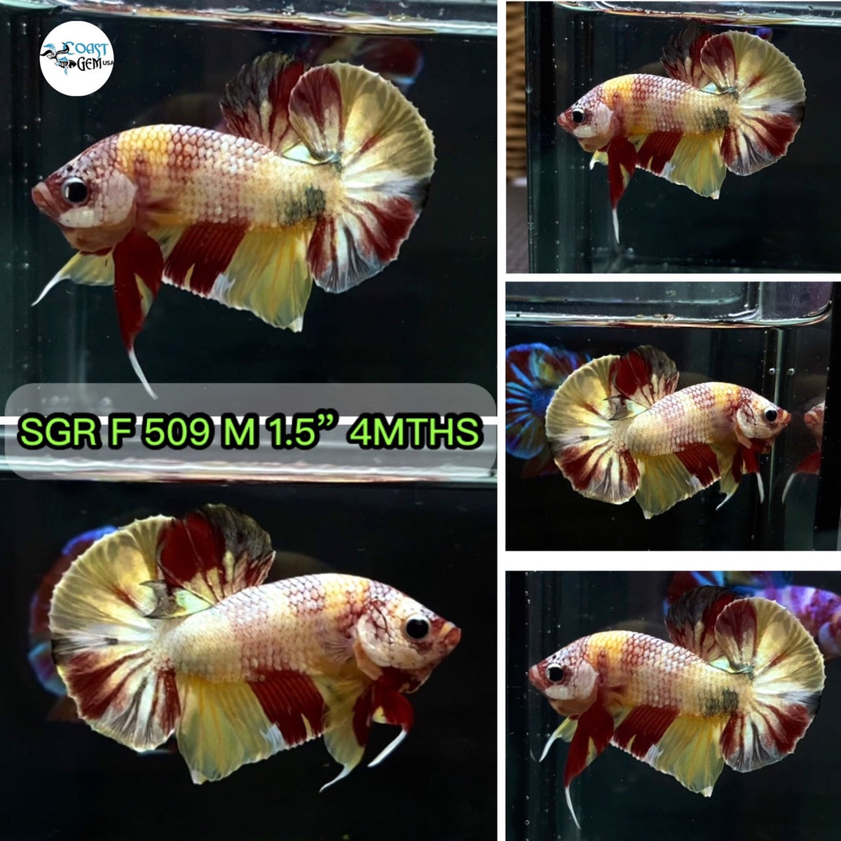 Betta Fish for Sale | Plakat Bettas | Fighting Fish | HMPK Betta ...