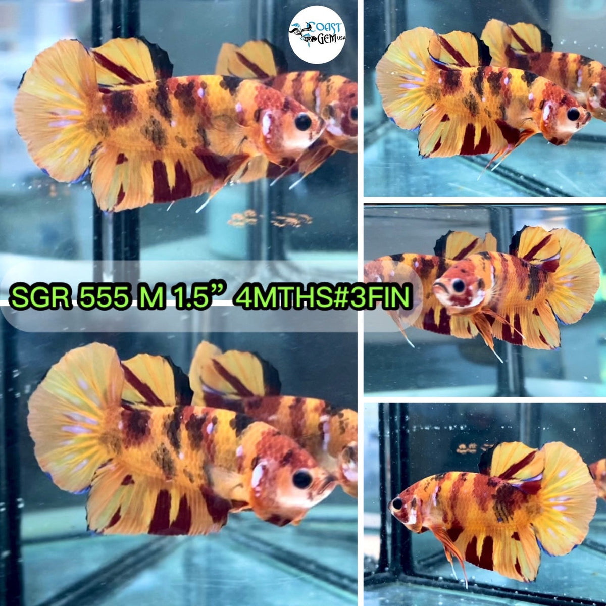 Betta Fish for Sale | Plakat Bettas | Fighting Fish | HMPK Betta ...