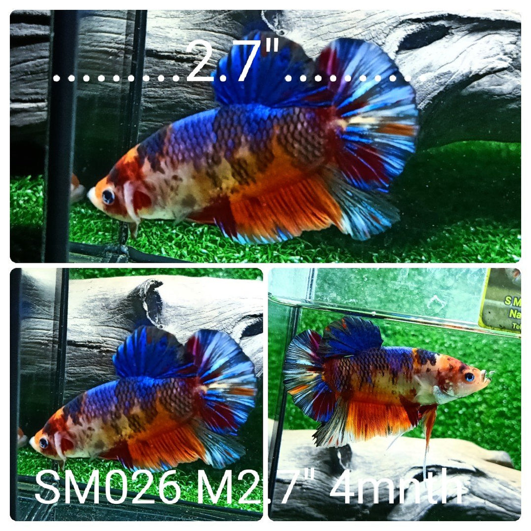 Live Betta Fish | Siamese Fighting Fish | Betta fish for Sale Online ...