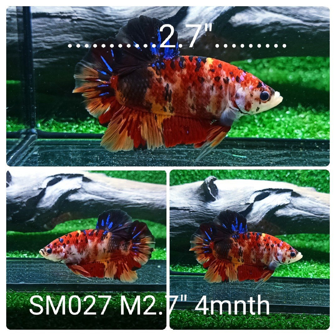 Live Betta Fish | Siamese Fighting Fish | Betta fish for Sale Online ...