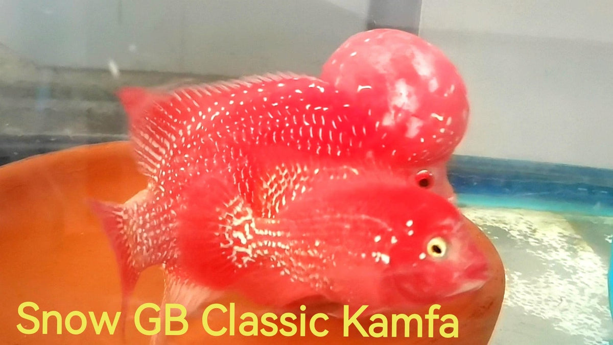 Golden Base Kamfa Classic Fry 1.00-2.00" Flowerhorn by Snow X Breed ...
