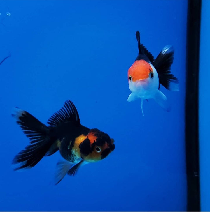 Premium Selected Thai Panda Oranda Tri Color Oranda | coastgemusa.com ...