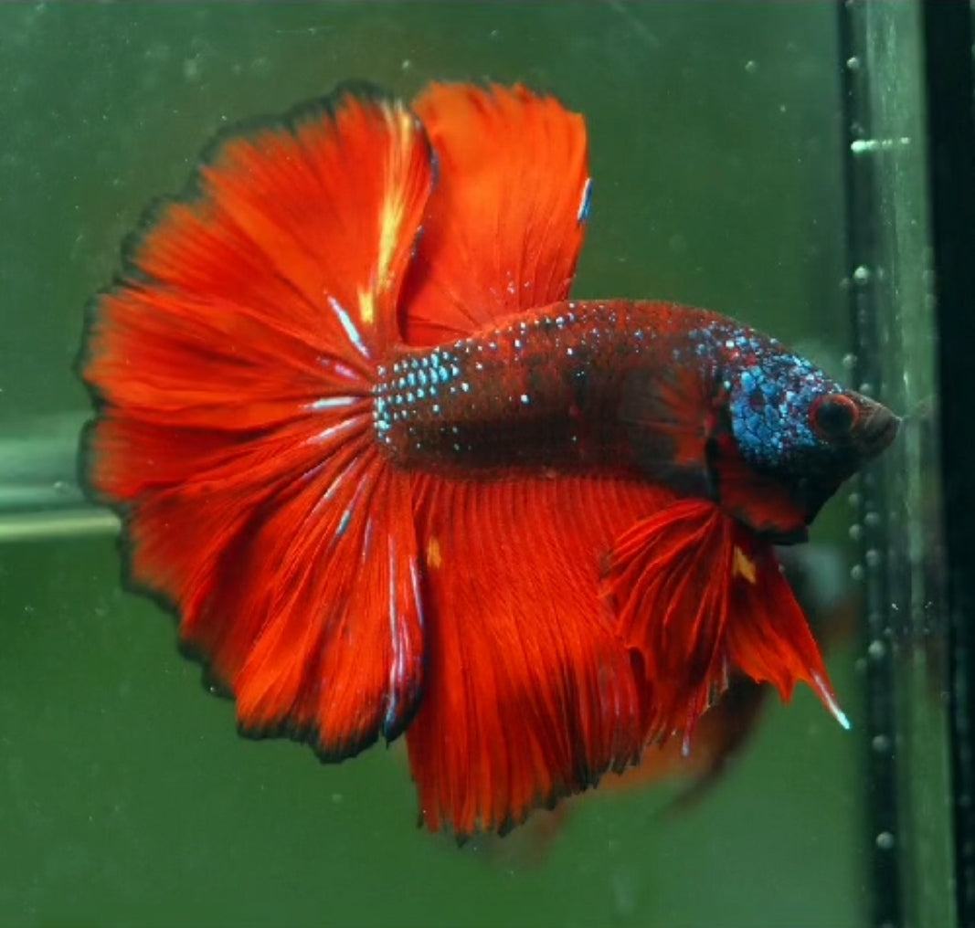 (CBM-102)Show Grade Red Devil Over Halfmoon Rosetail Male Bettas ...