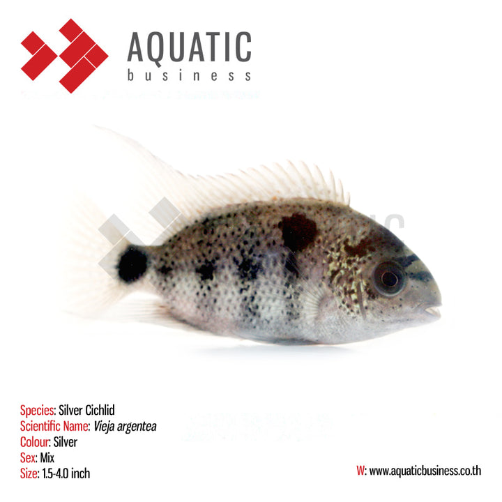Silver Cichlid (Vieja Argentea) | American Cichlid | Aquarium Tank ...