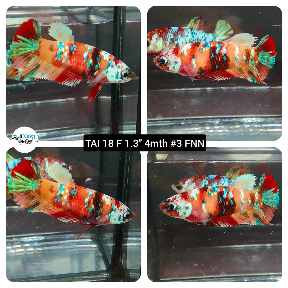 Fancy Bettas For Sale — Coast Gem USA