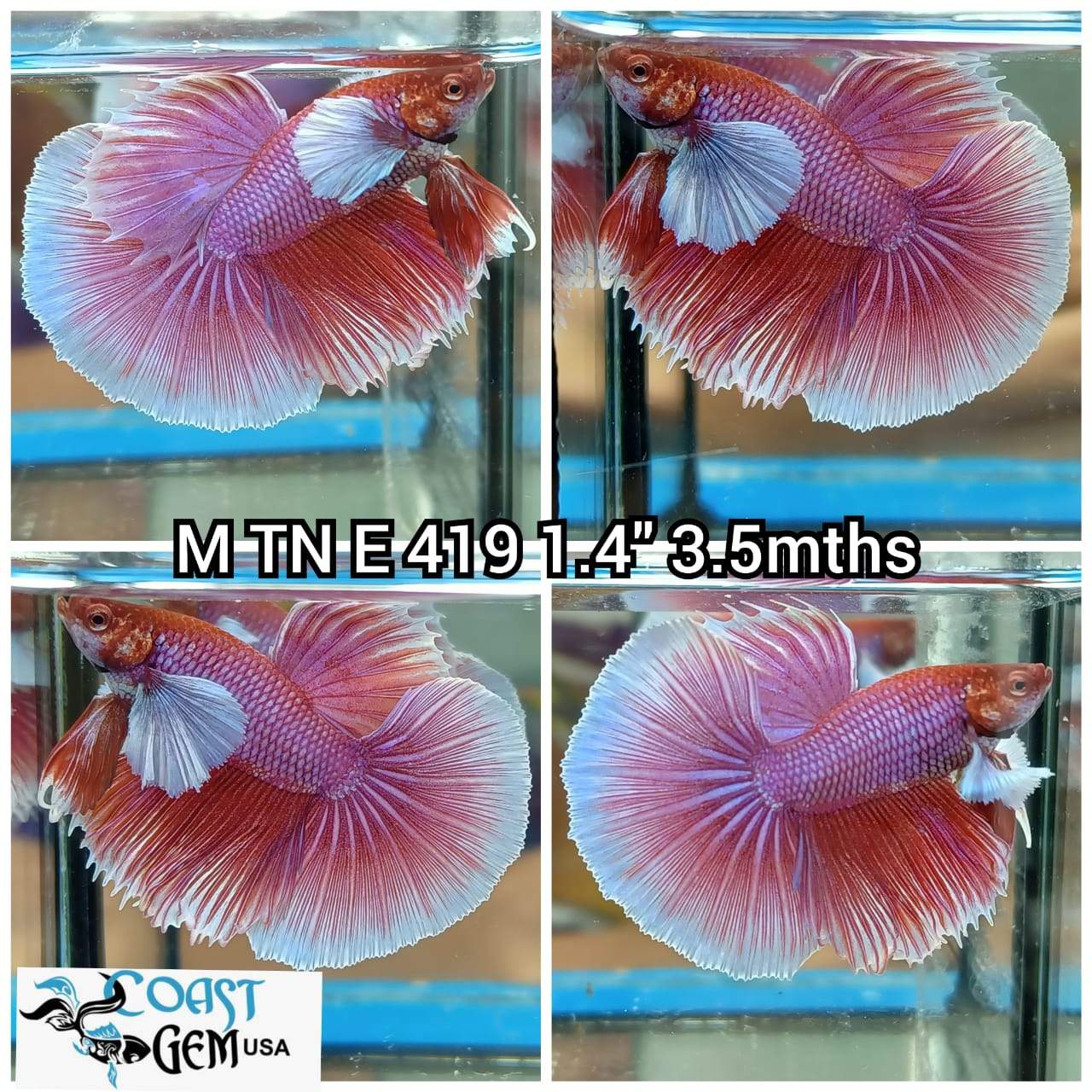 Live Betta Fish | Siamese Fighting Fish | Betta fish for Sale Online ...