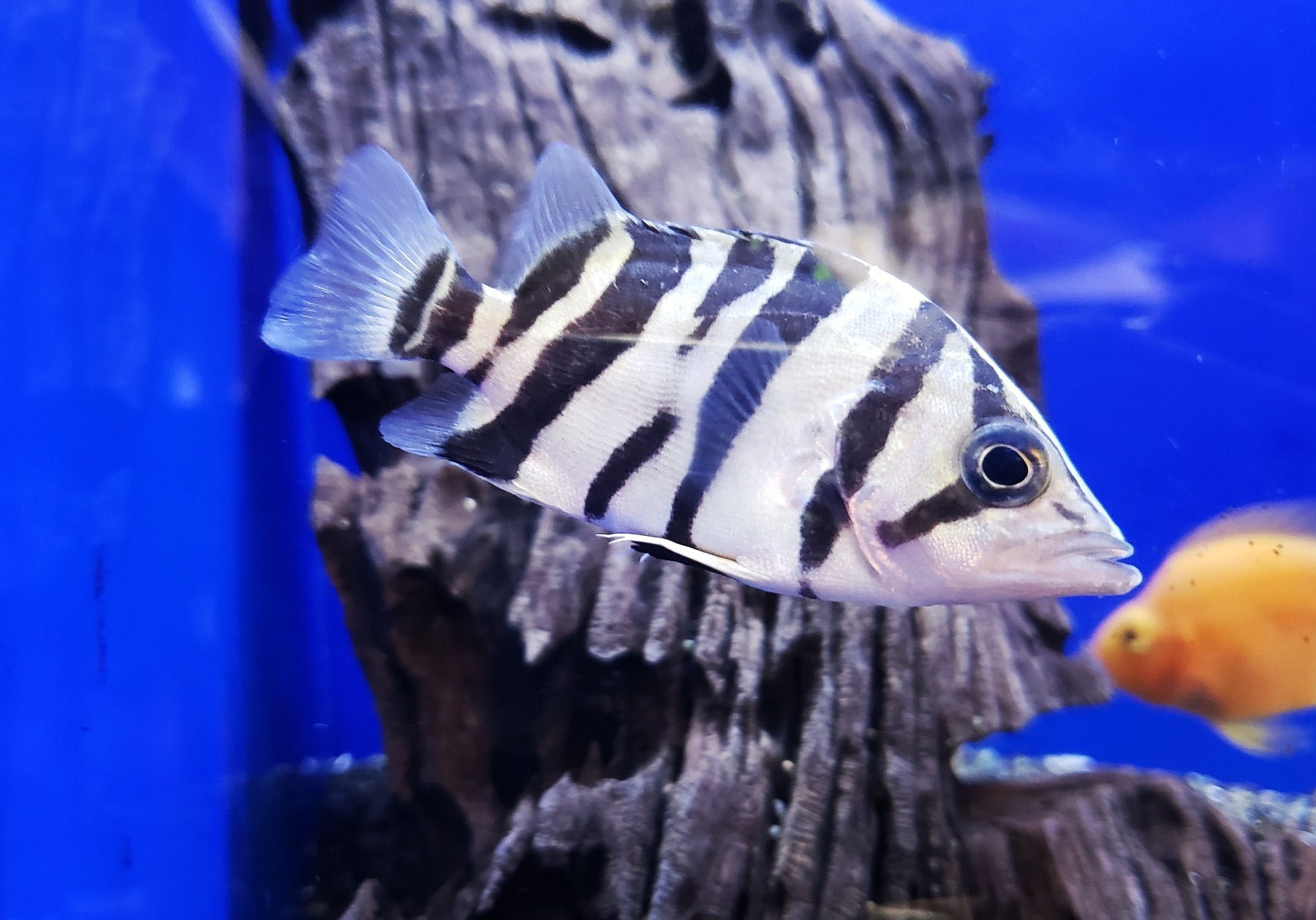Indonesian Tiger Datnoid For Sale | Datnioides Microlepis – Coast Gem USA
