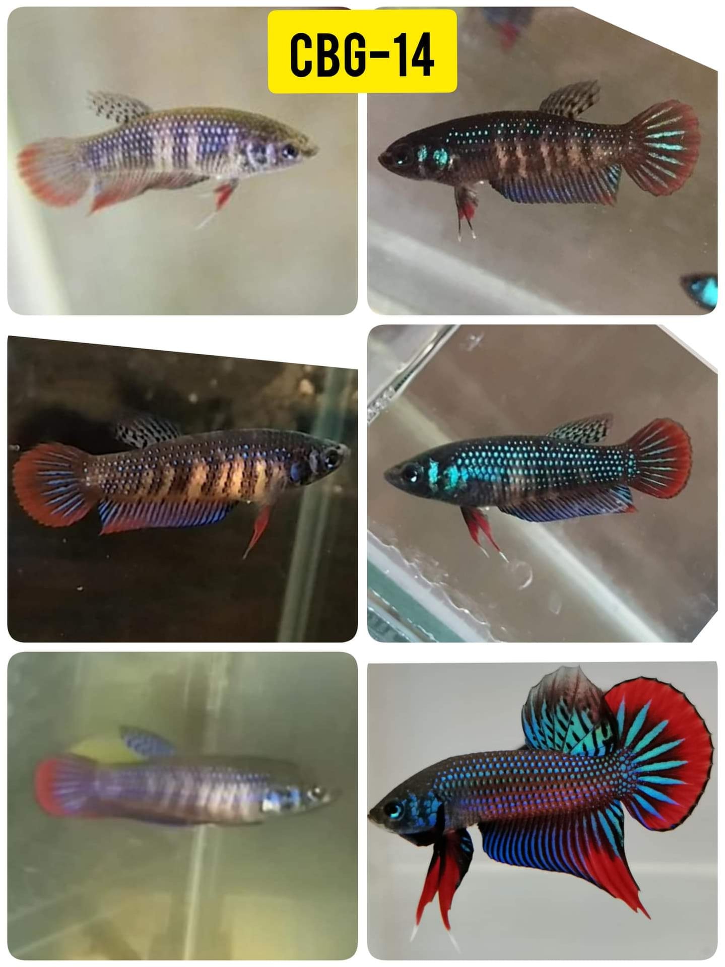 Live Betta Fish | Siamese Fighting Fish | Betta fish for Sale Online ...