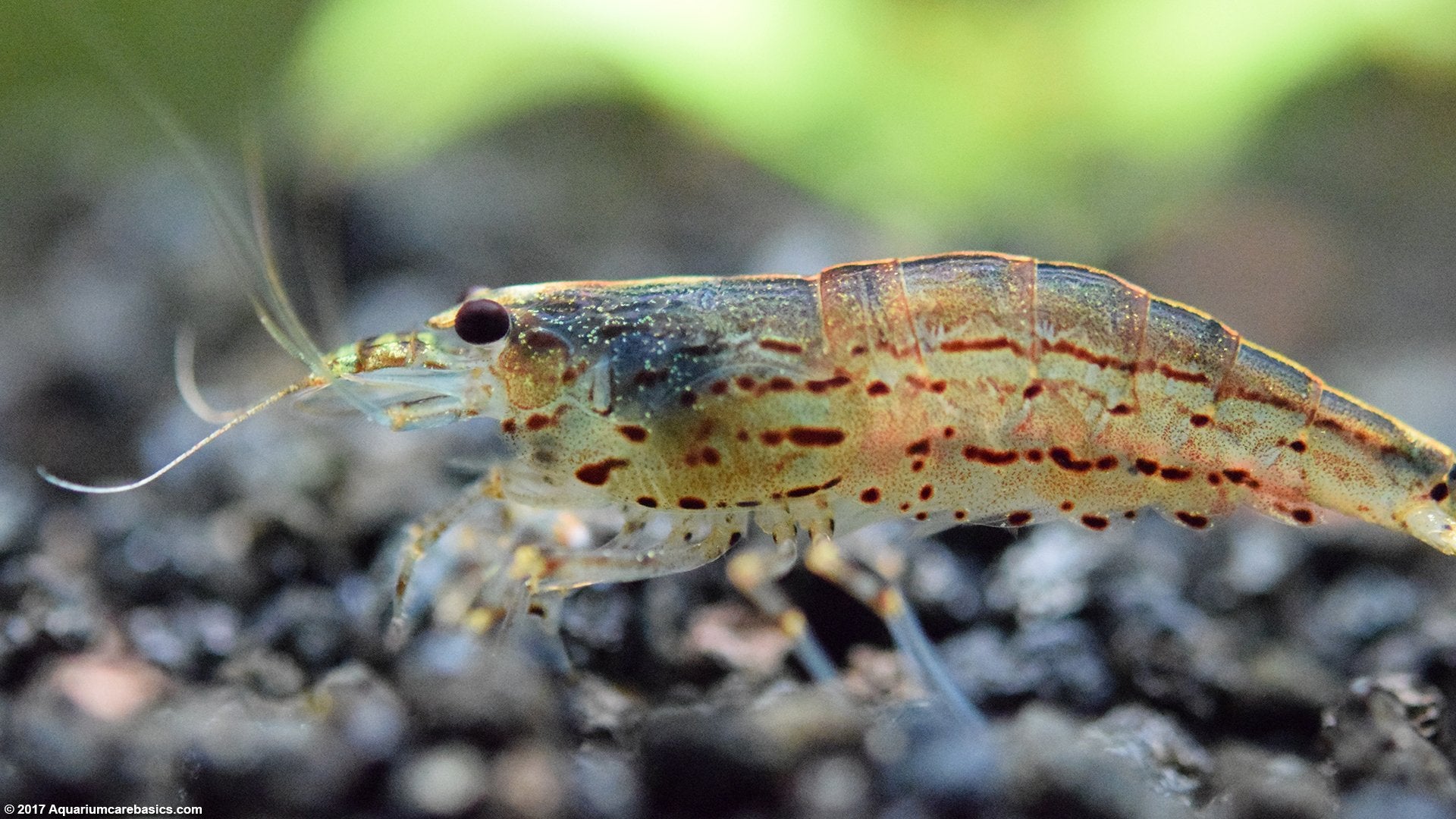 Exotic Freshwater Shrimp for sale | Aquarium Shrimp tank | Paludarium ...