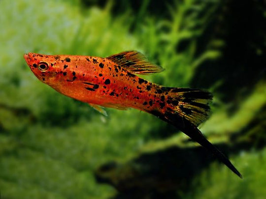 SWORDTAIL – Coast Gem USA