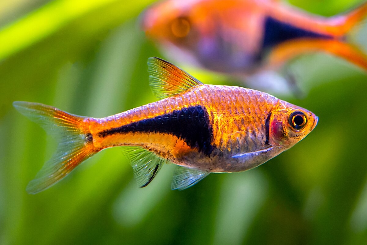 Brilliant Rasbora
