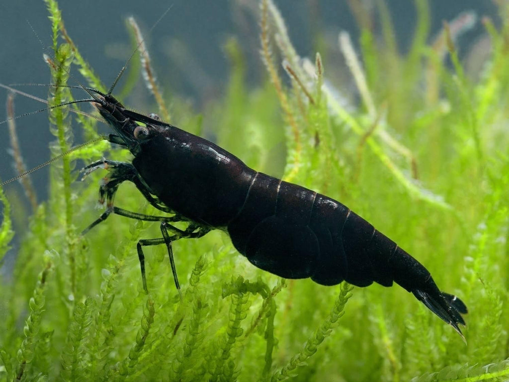 Exotic Freshwater Shrimp for sale | Aquarium Shrimp tank | Paludarium ...