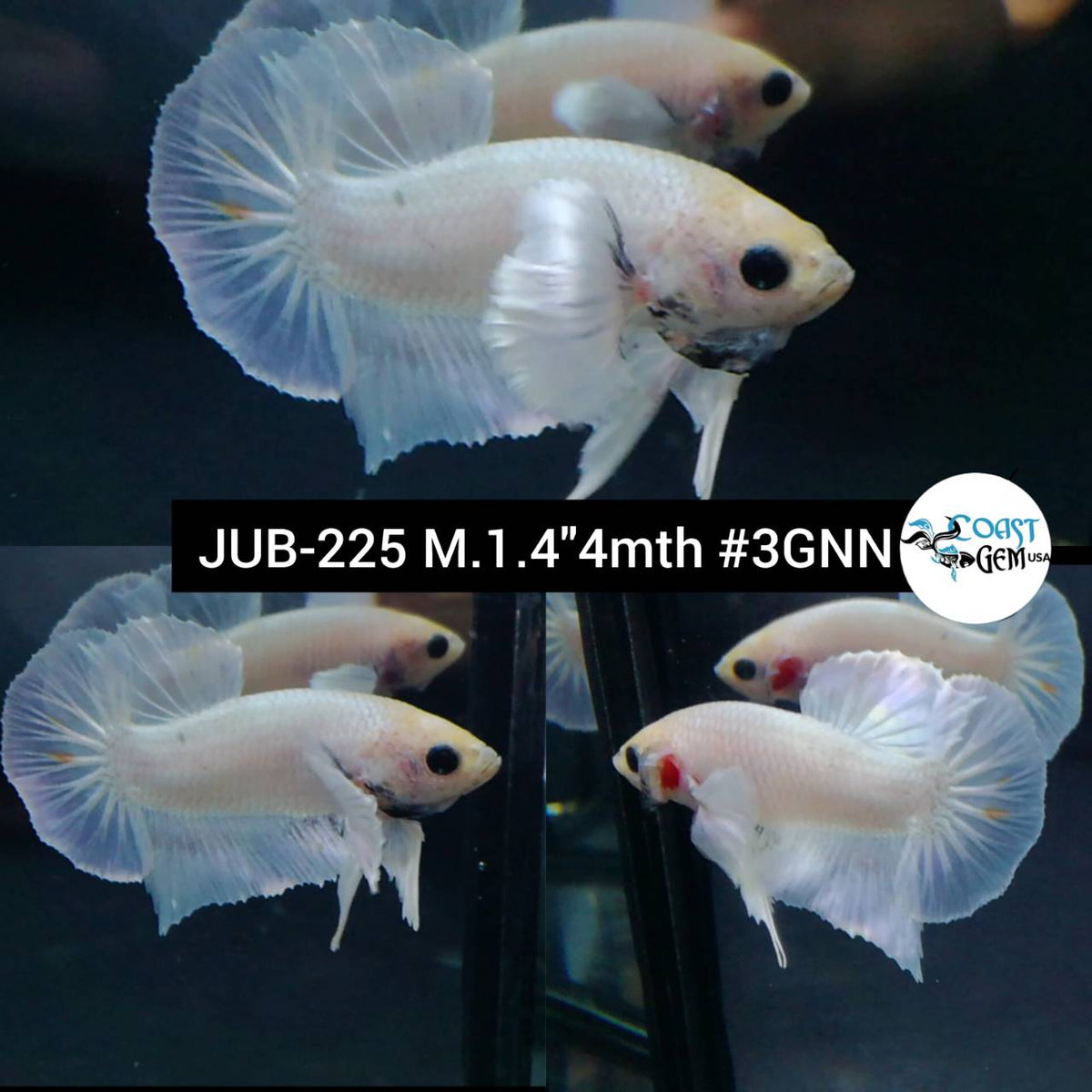 Live Betta Fish Male Plakat High Grade White Platinum Tancho (JUB-225 ...