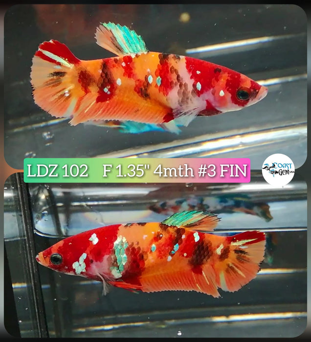 Live Betta Fish Female Plakat High Grade Nemo Fancy (LDZ-102) What you ...