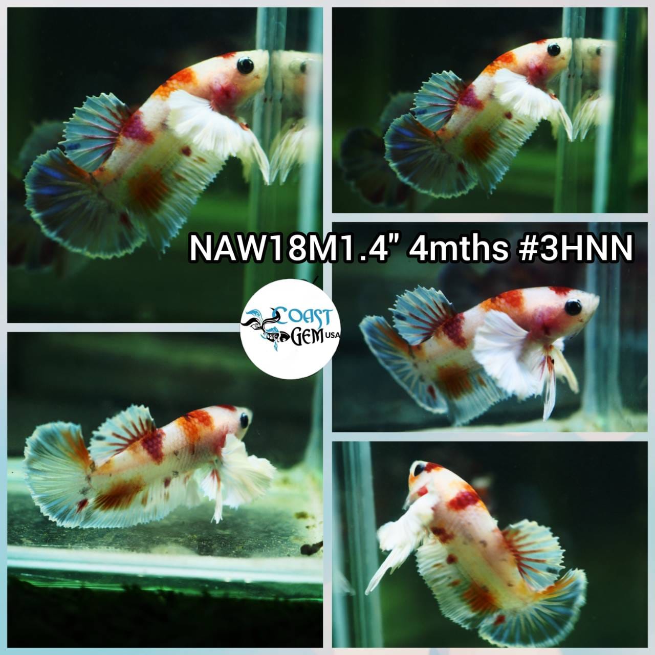 Plakat Male Bettas ''What you see is what you get'' — Coast Gem USA