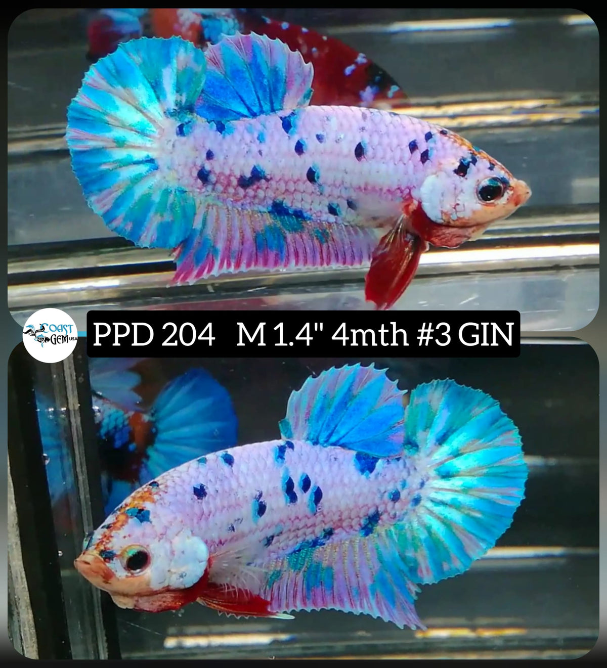 Live Betta Fish Male Plakat High Grade Blue Koi (PPD-204) What you see ...