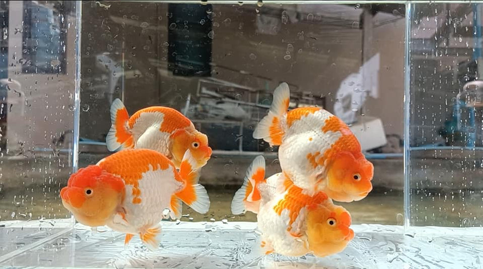 Aquarium Goldfish For Sale — Coast Gem USA