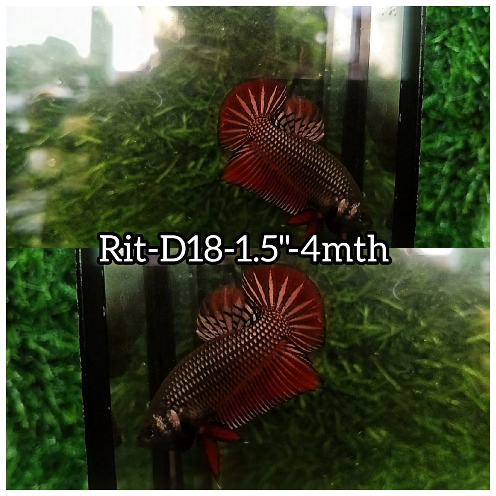 Betta Fish for Sale | Plakat Bettas | Fighting Fish | HMPK Betta ...